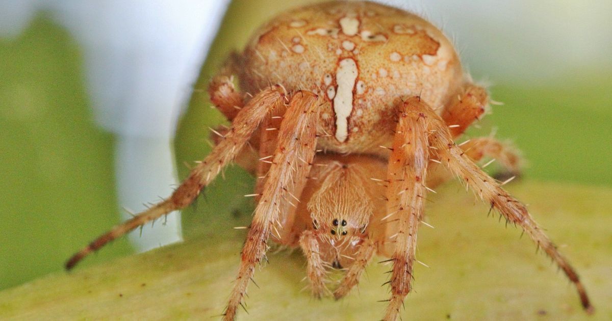Darum solltest du Spinnen NICHT töten Darum solltest du Spinnen NICHT töten
