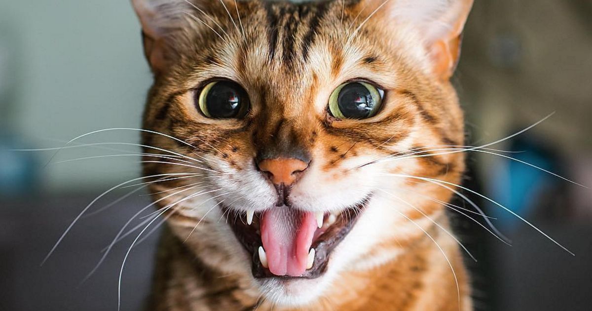 Woran erkennst du, dass deine Katze glücklich ist? Woran erkennst du, dass deine Katze glücklich ist?