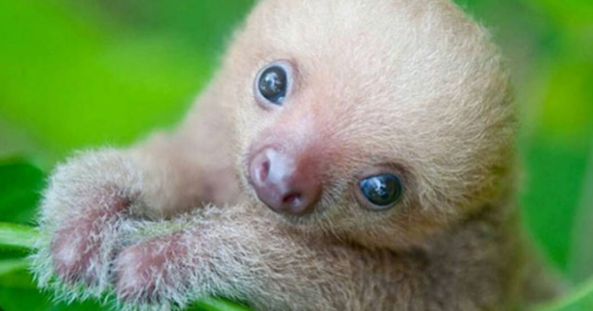 Es gibt tatsächlich eine Faultierfarm, die sich auf Faultier-Babys ...