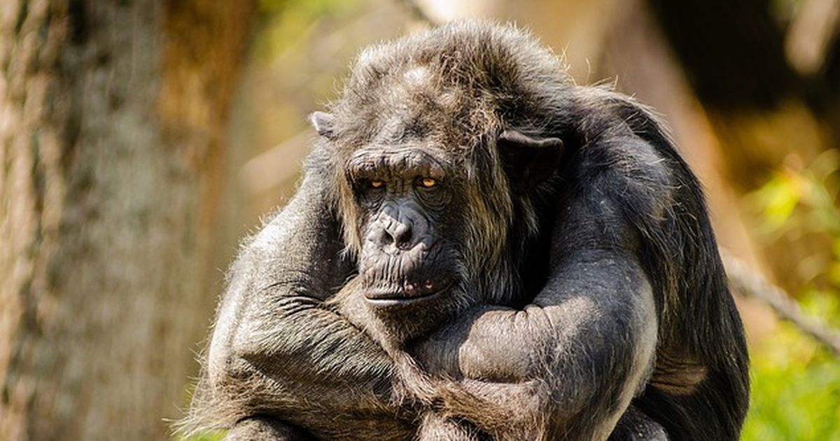 Dieser gelähmte Affe kann nun wieder laufen