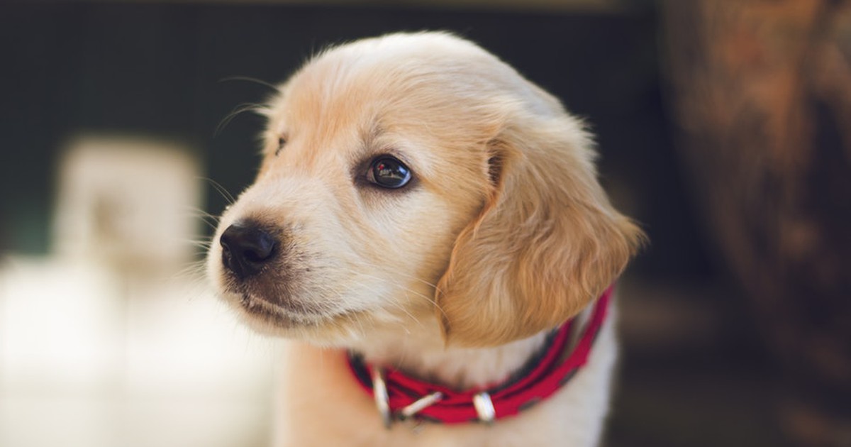 10 Dinge, die jeder über Hunde wissen sollte